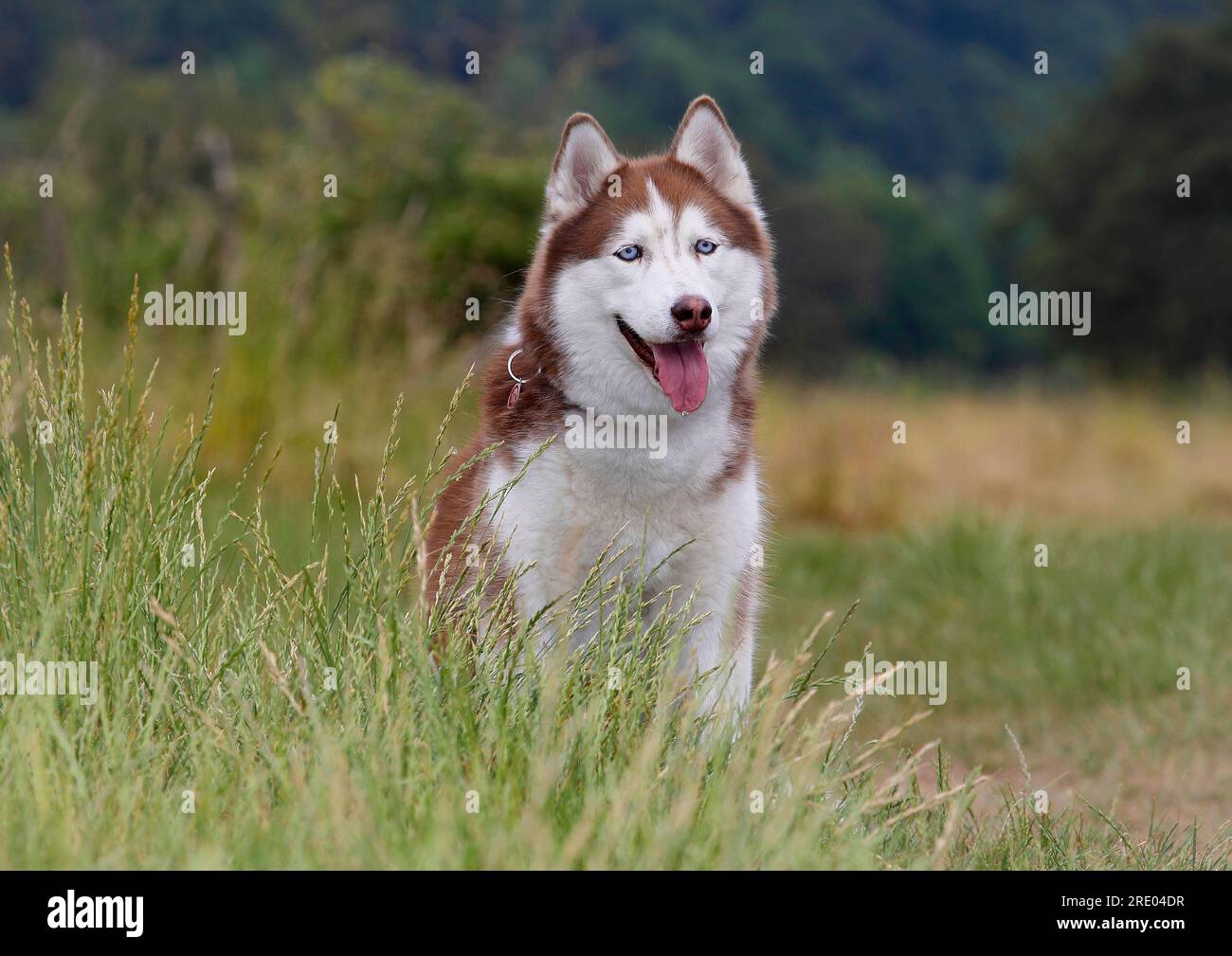 Siberian Husky (Canis lupus f. familiaris), she-dog with tongue hanging ...