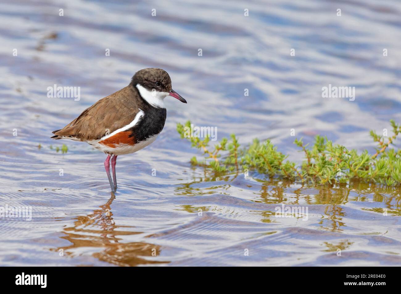 Red-kneed Dotterel (Erythrogonys cinctus), by the waterside, Australia ...