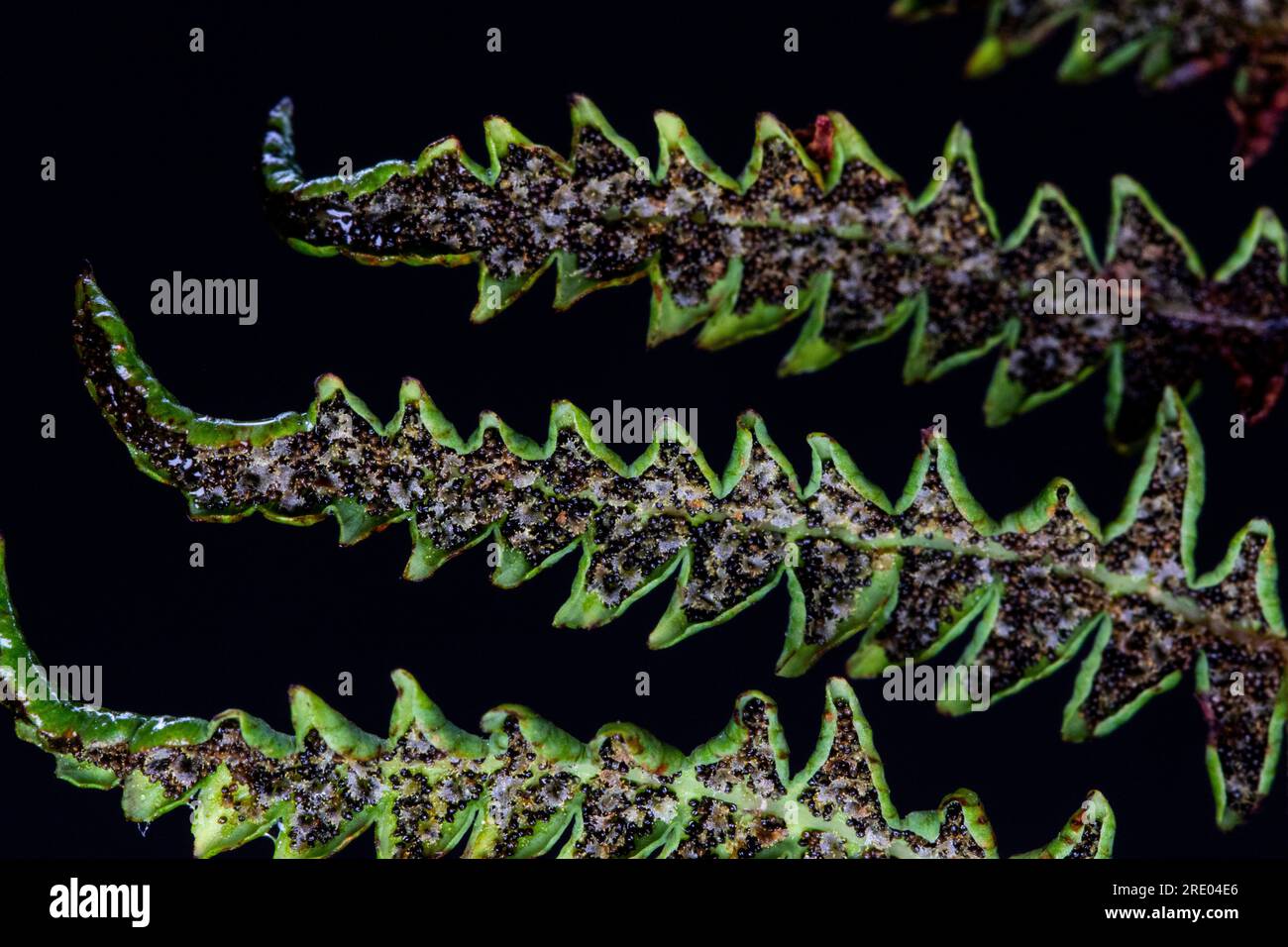 Eastern marsh ferns hi-res stock photography and images - Alamy