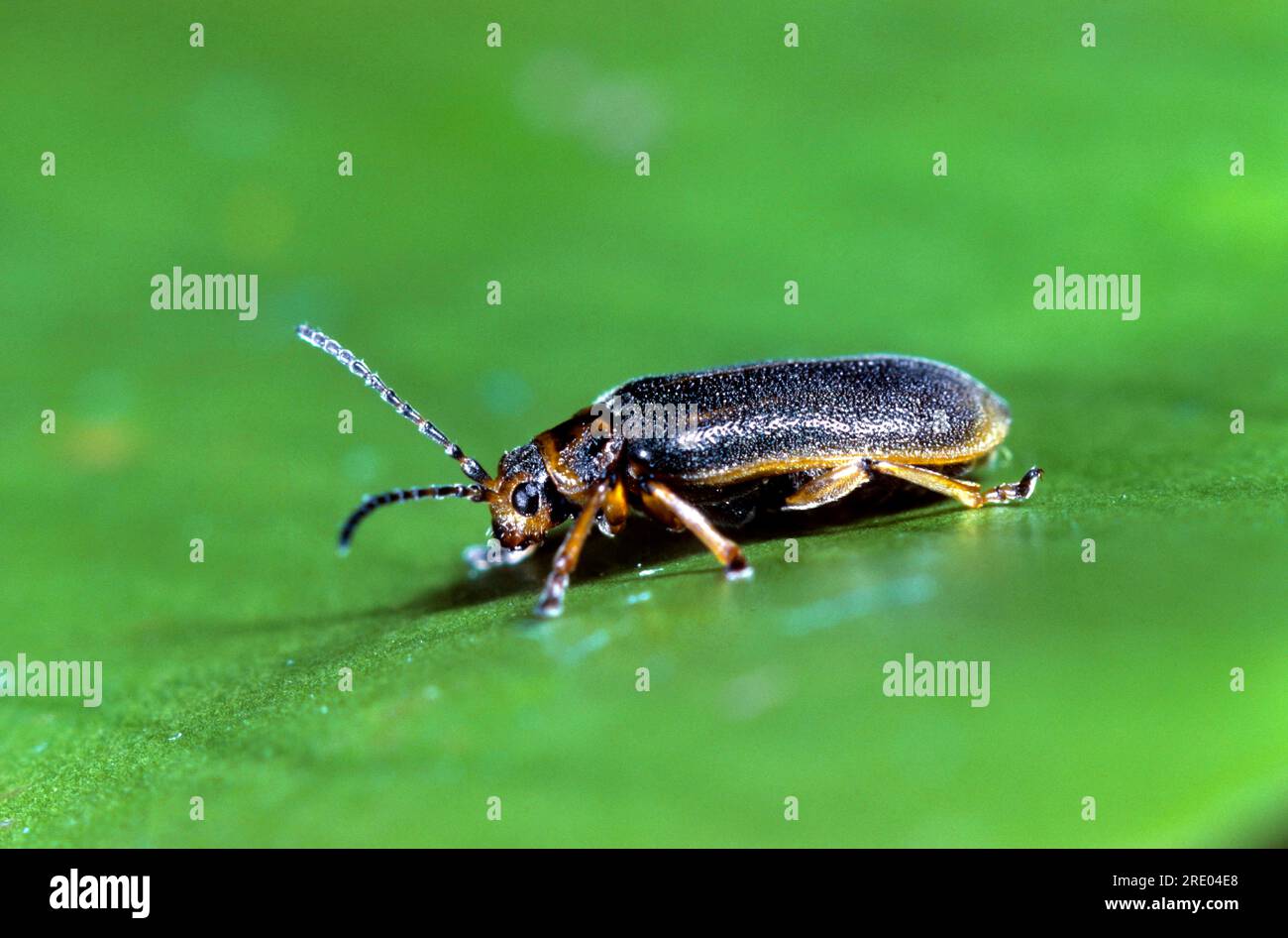 waterlily leaf beetle, waterlily beetle, pond-lily leaf-beetle ...