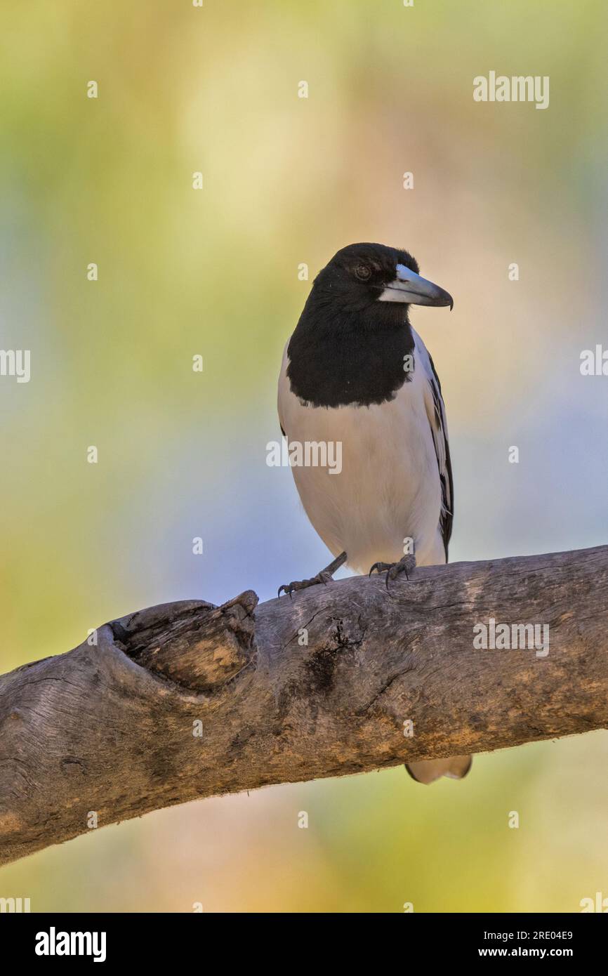 Butcher birds hi-res stock photography and images - Alamy
