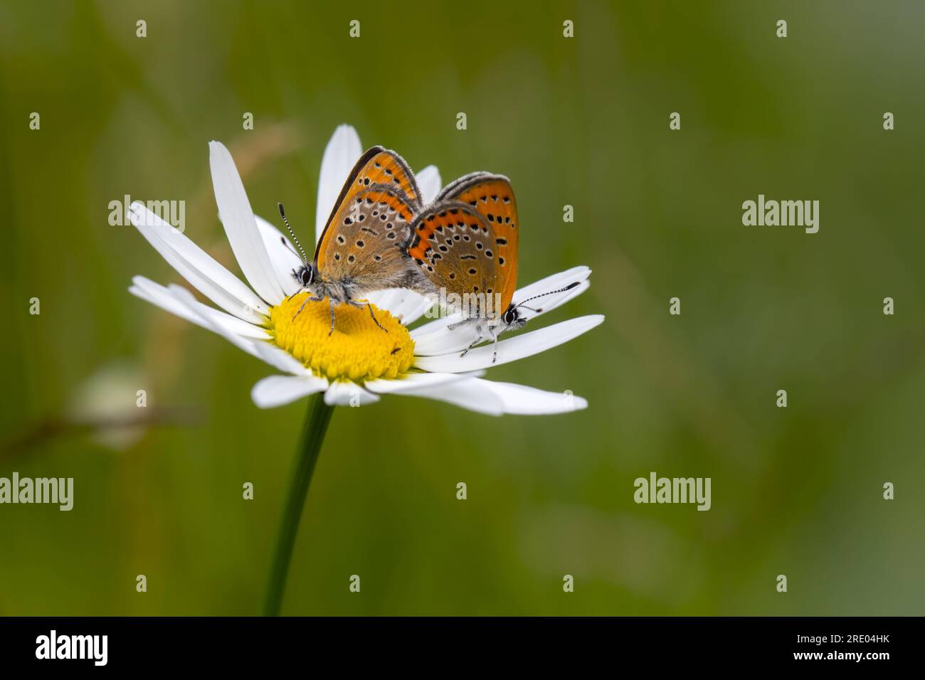 Violet Copper (Lycaena helle), mating on a white flower, side view ...