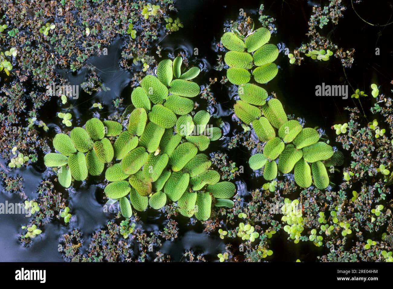 Salvinia natans hi-res stock photography and images - Alamy