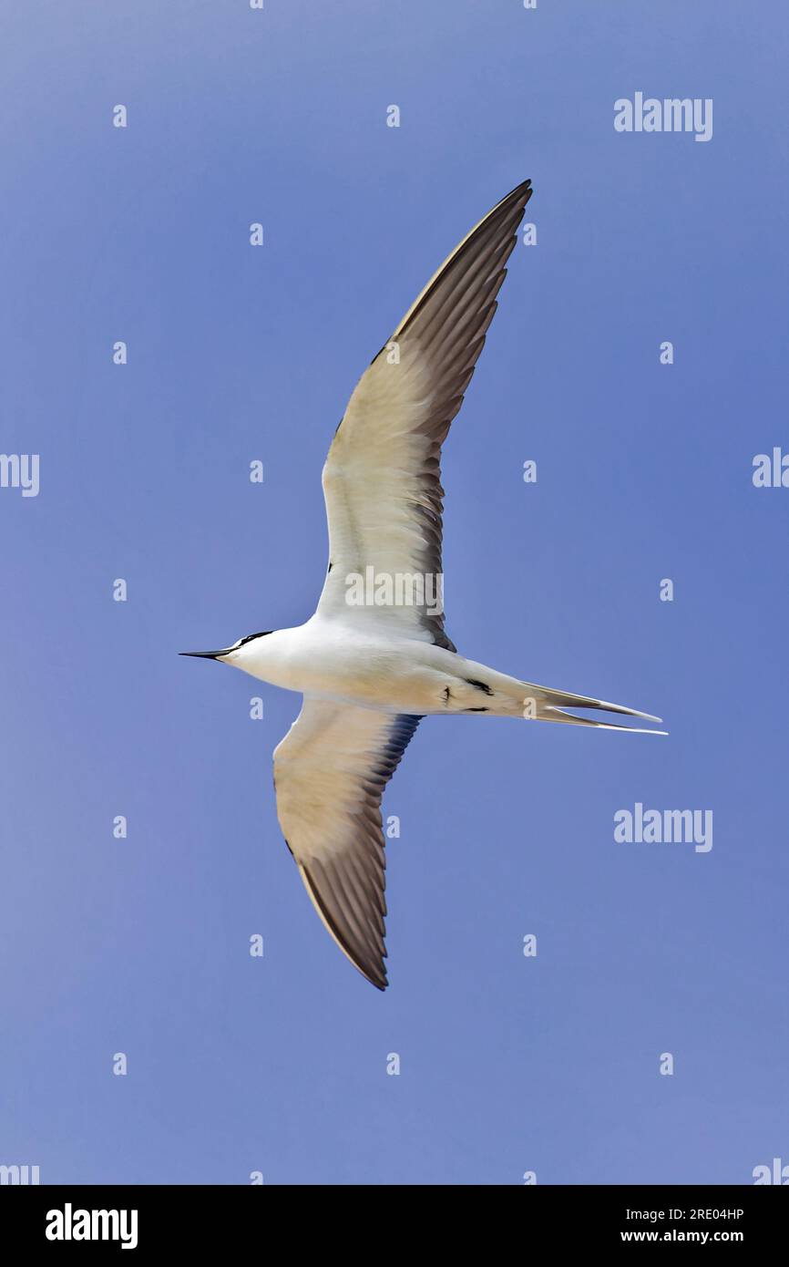 sooty tern (Sterna fuscata, Onychoprion fuscatus), in flight, Australia ...