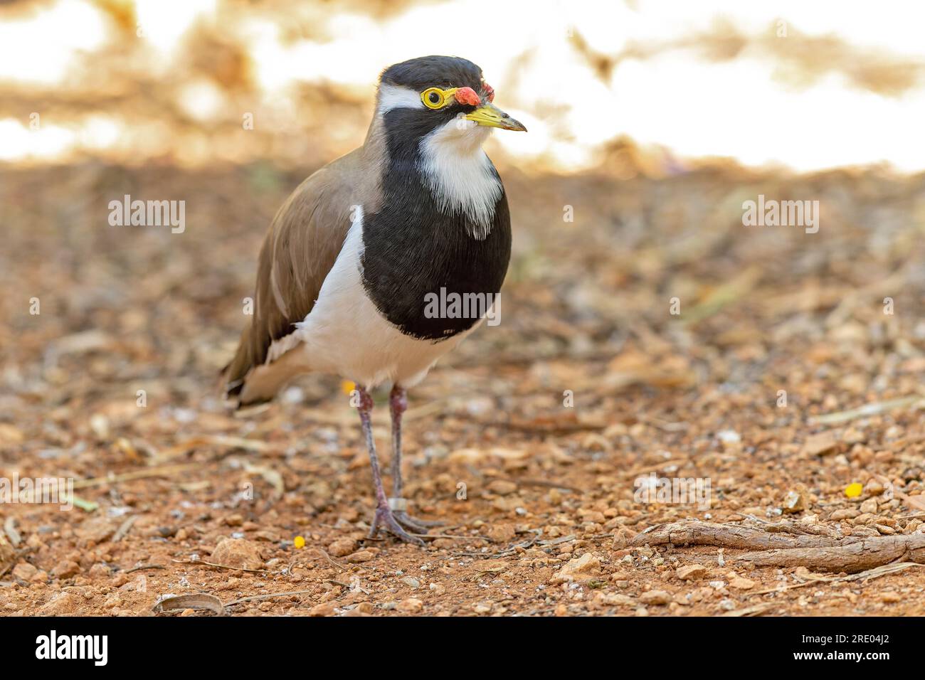 banded plover (Vanellus tricolor), sitting on the ground, Australia ...