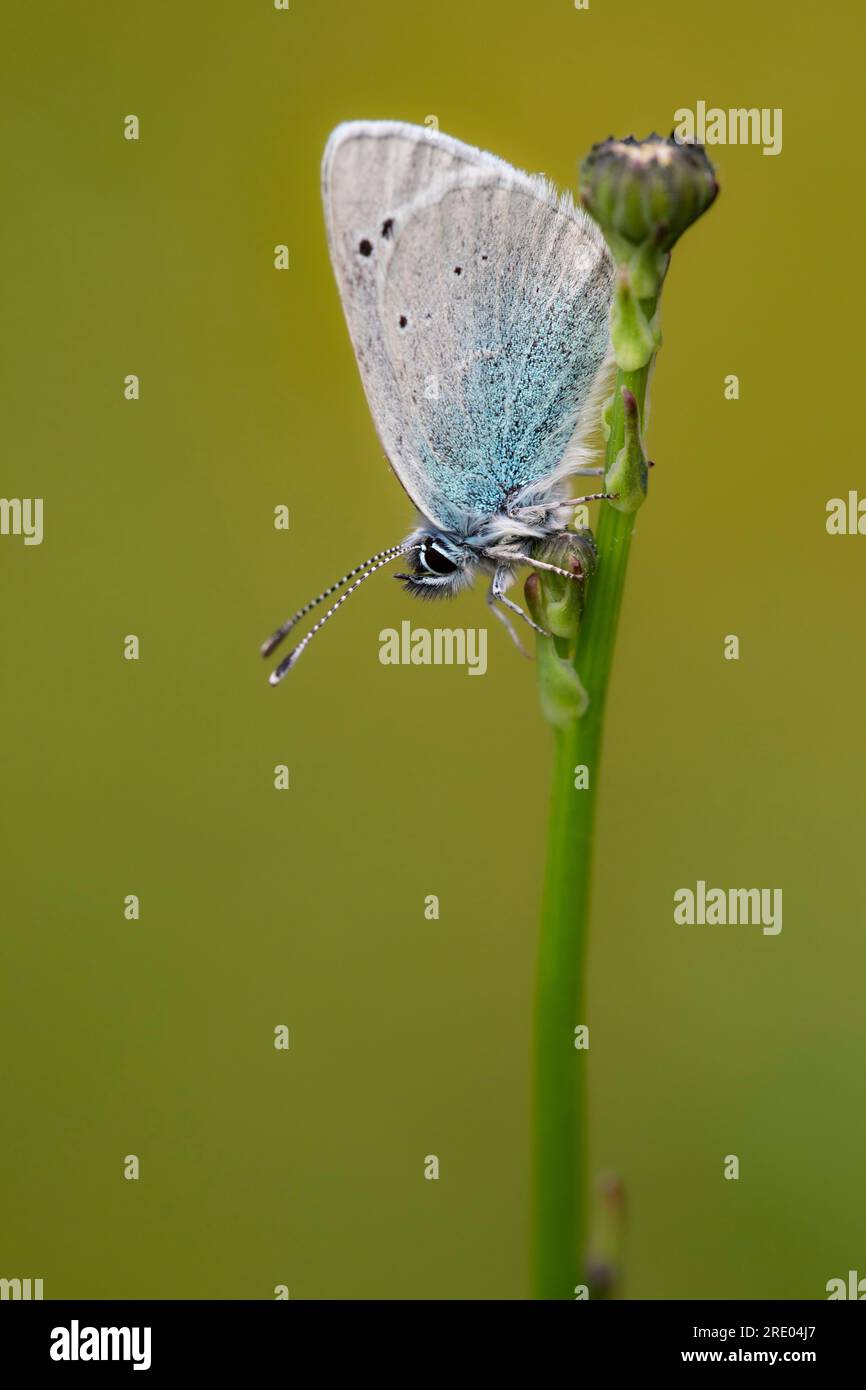 Green underside blue (Glaucopsyche alexis), sitting on a stem, France ...