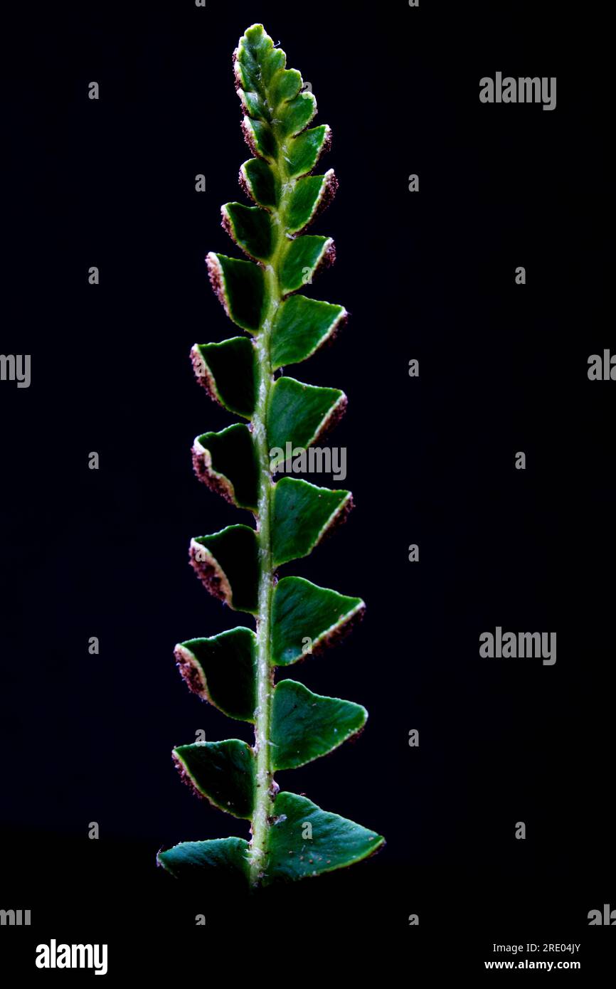 Common spleenwort, Rustyback (Asplenium ceterach, Ceterach officinarum ...