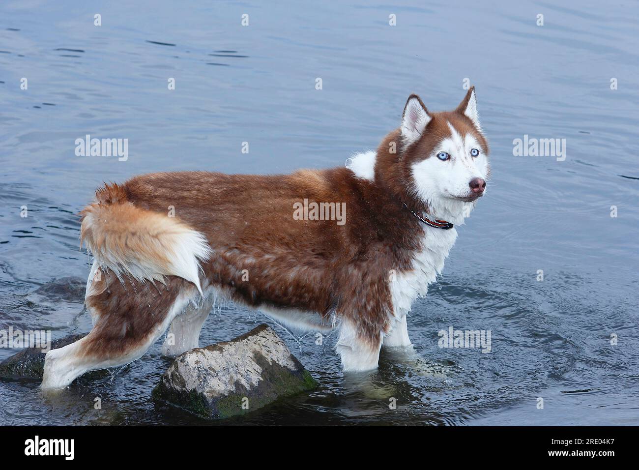 Siberian Husky (Canis lupus f. familiaris), she-dog standing in shallow ...