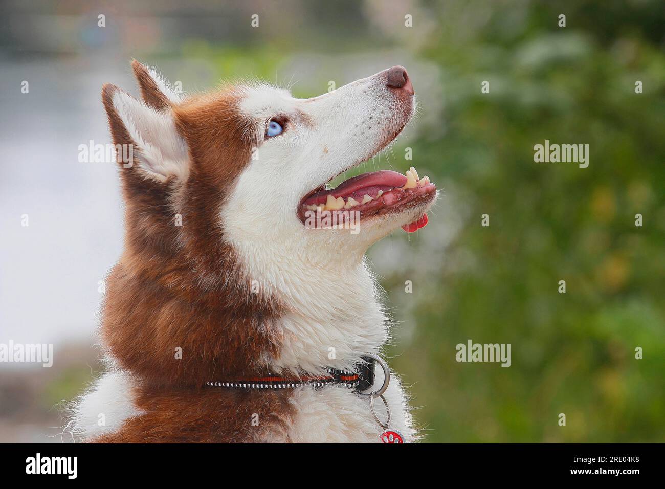 Siberian Husky (Canis lupus f. familiaris), she-dog with tongue hanging ...