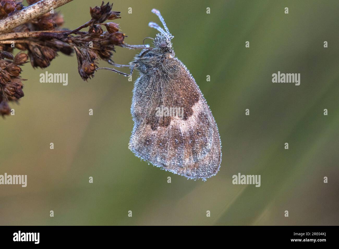 small heath (Coenonympha pamphilus), sitting at a shriveled ...