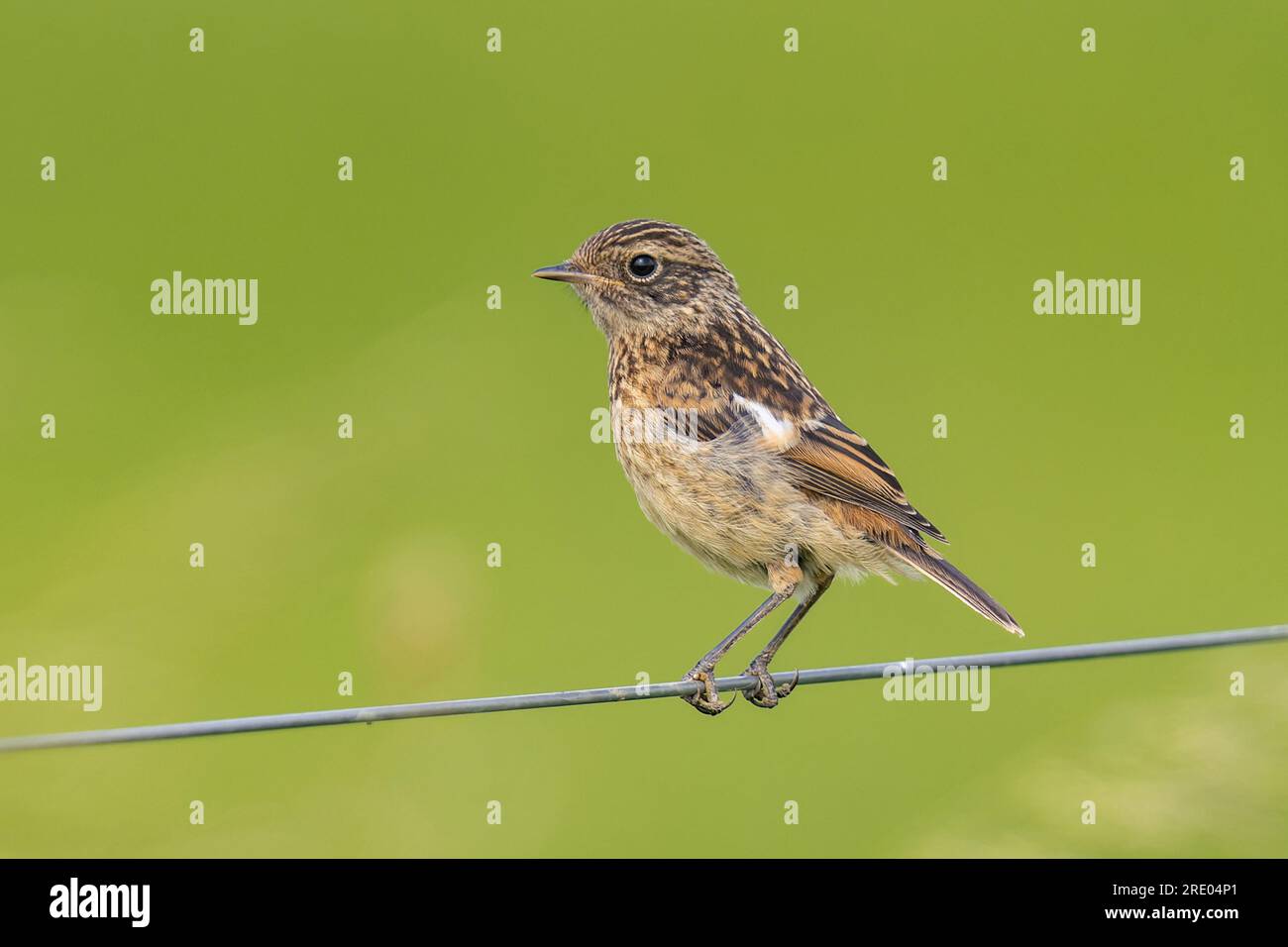 Juvenile stonechat hi-res stock photography and images - Alamy