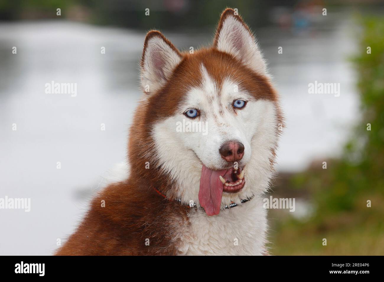 Siberian Husky (Canis lupus f. familiaris), she-dog with tongue hanging ...