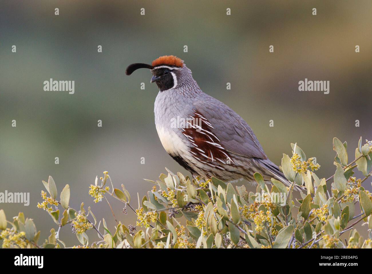 California quail (Callipepla californica, Lophortyx californica), male ...