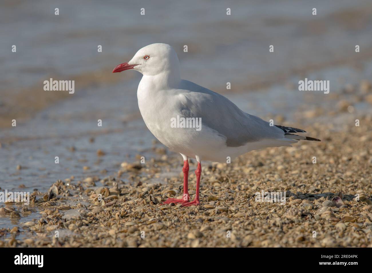 silver gull (Chroicocephalus novaehollandiae, Larus novaehollandiae ...
