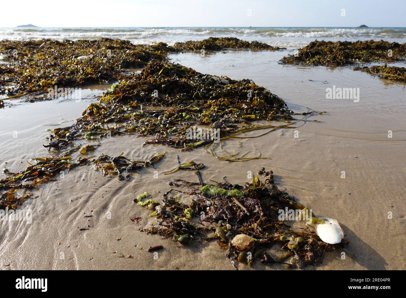Bladderwrack on sandy beach hi-res stock photography and images - Alamy