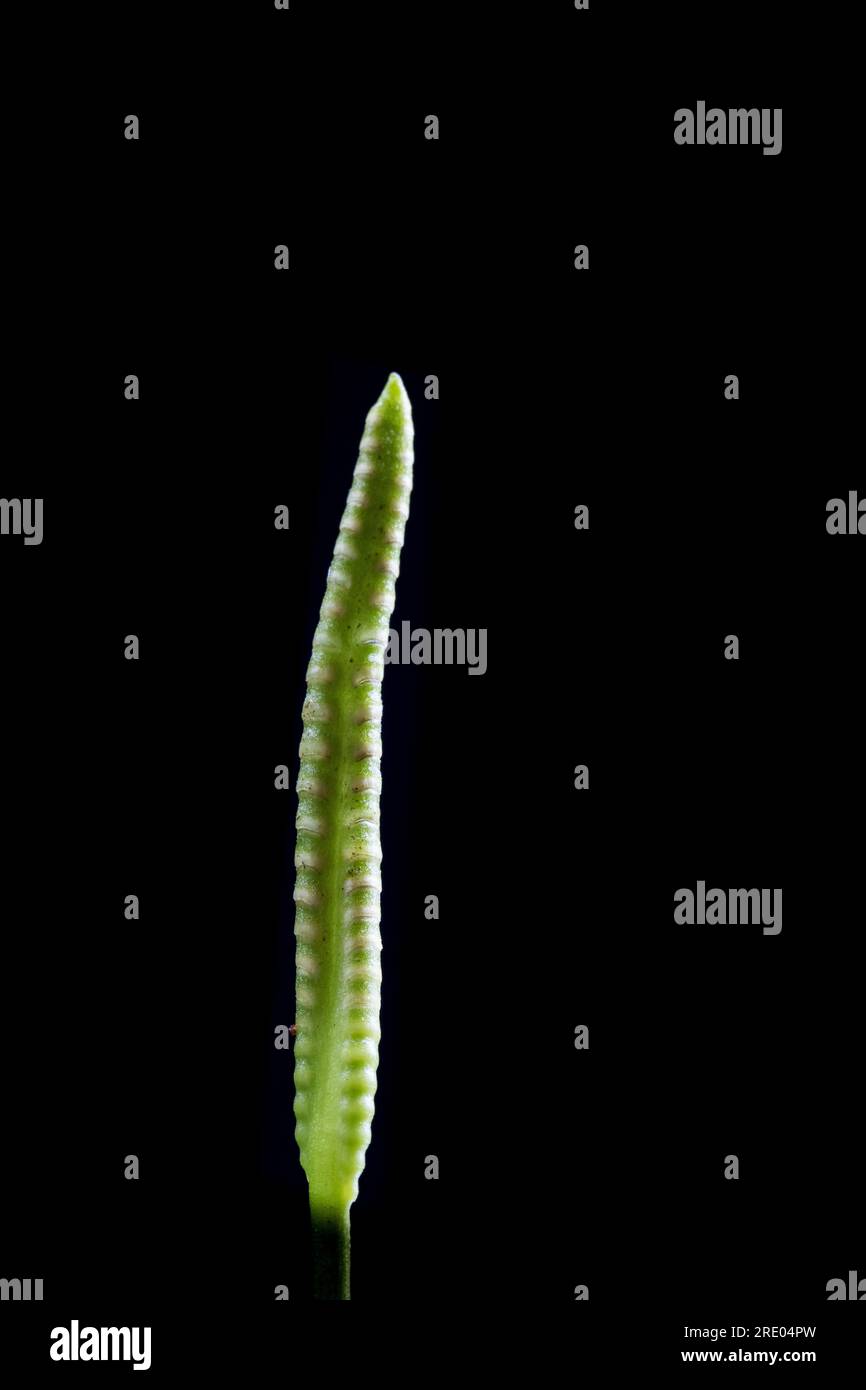 adders-tongue fern, English adder's tongue (Ophioglossum vulgatum ...