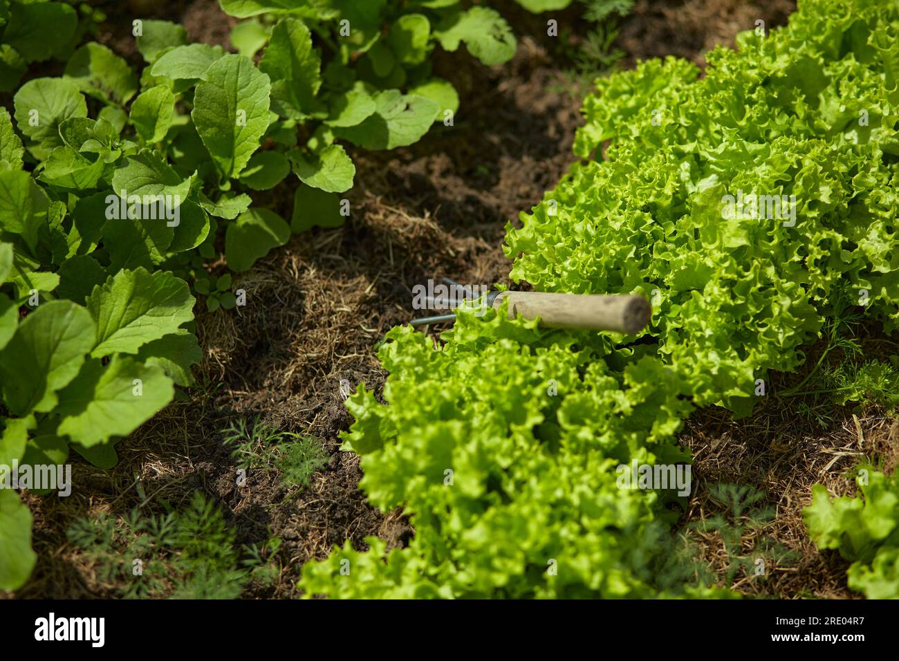 Garden tools in plantings of salad green lettuce in the backyard Stock ...