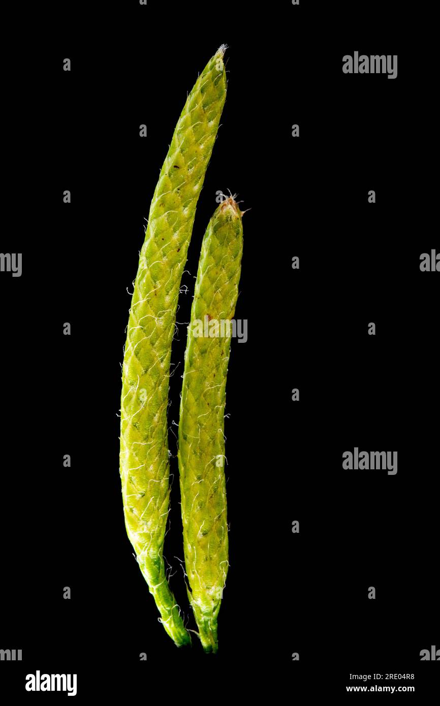 elk-moss, running clubmoss, running ground-pine, stags-horn clubmoss ...