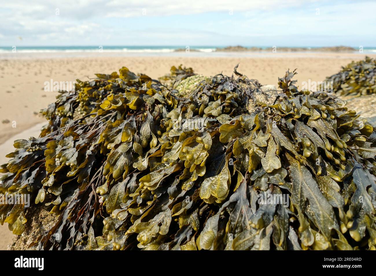 Bladderwrack on sandy beach hi-res stock photography and images - Alamy