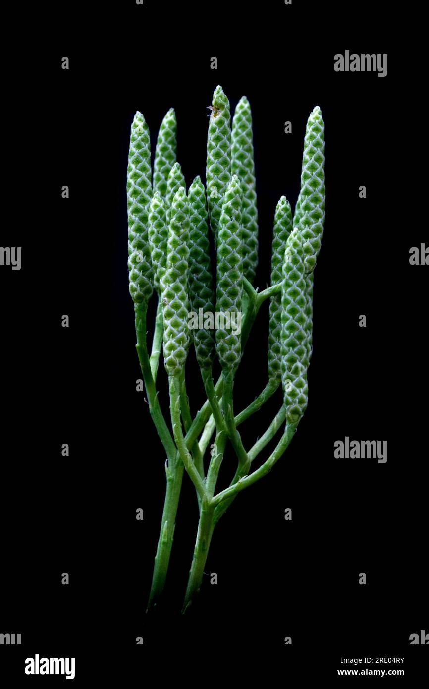 blue clubmoss, blue ground-cedar, ground pine, deep-rooted running-pine ...