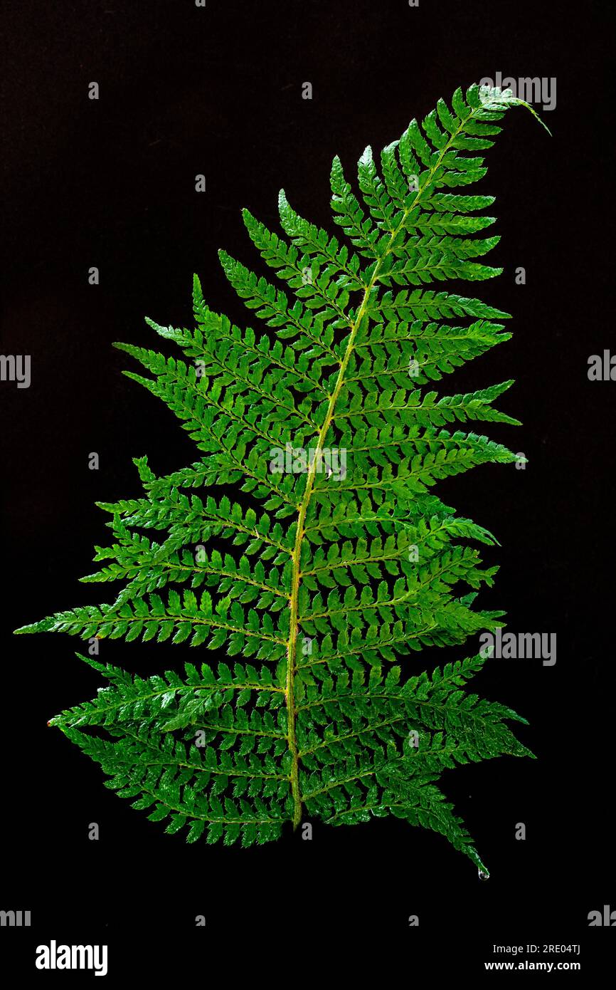 soft shield fern (Polystichum setiferum), leaf against black background ...