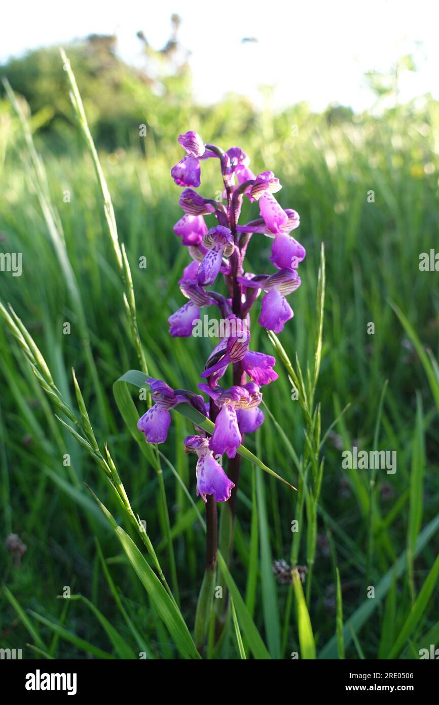 Green-winged orchid, Green-veined orchid (Orchis morio, Anacamptis ...