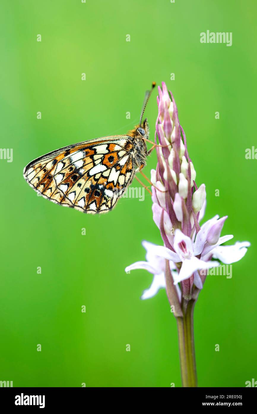 small pearl-bordered fritillary (Clossiana selene, Boloria selene ...