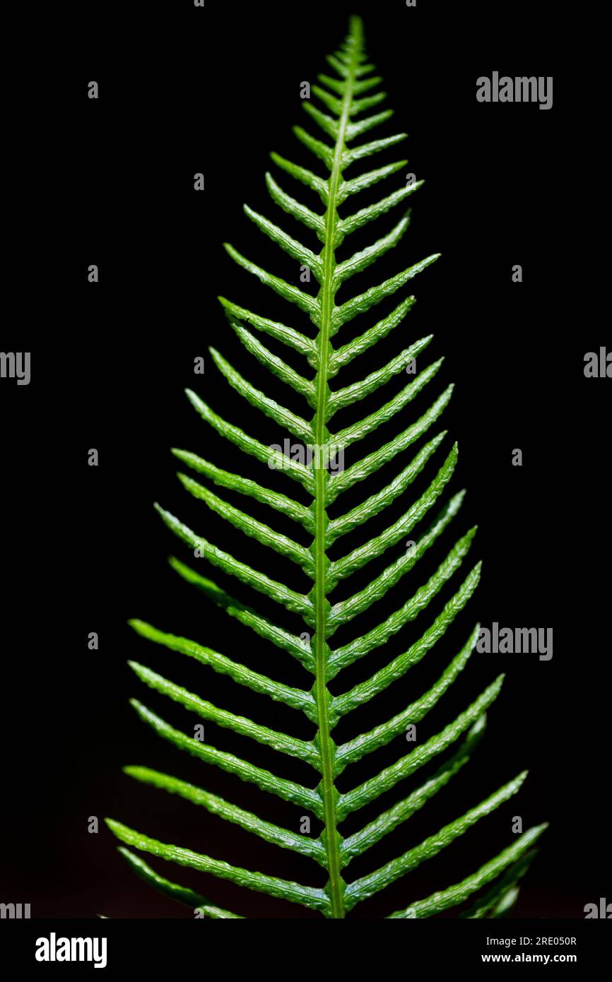 hard-fern, deer fern (Blechnum spicant, Struthiopteris spicant ...