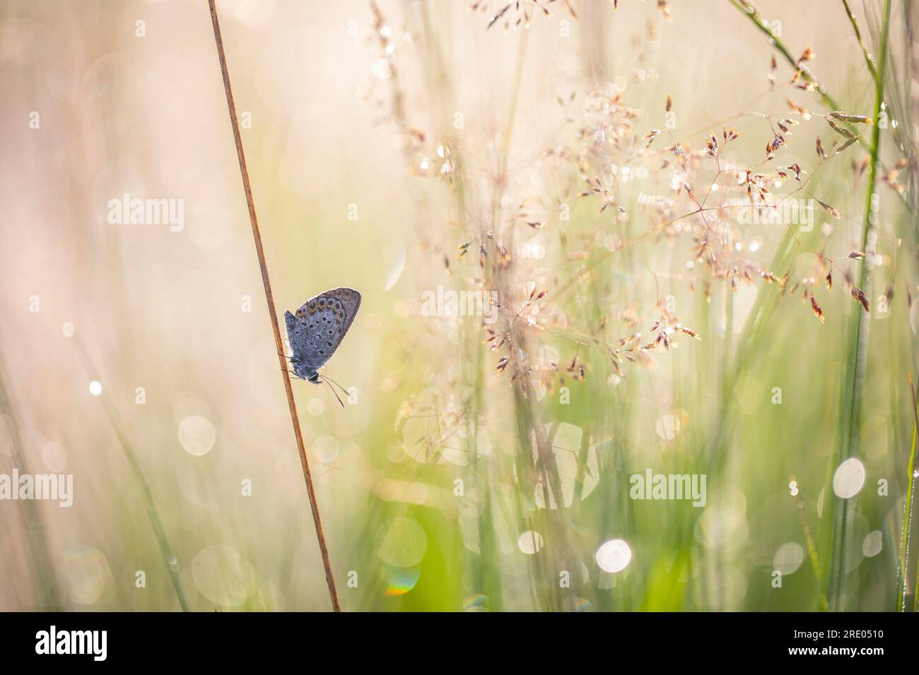 Silver-studded blue (Plebejus argus, Plebeius argus), male sitting ...