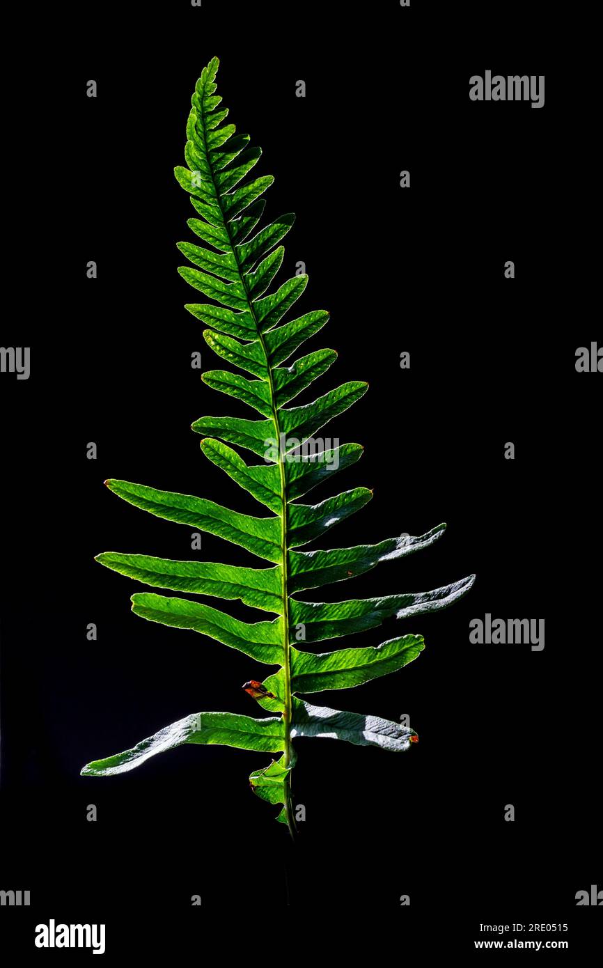 Intermediate polypody (Polypodium interjectum), frond against black ...