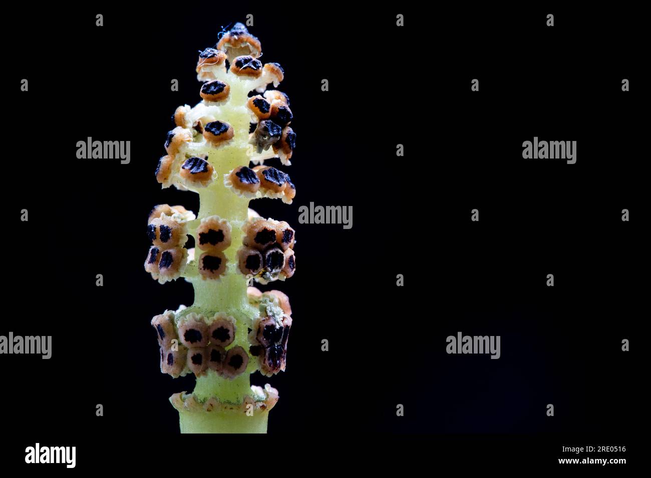 rough horsetail, scouring-rush (Equisetum hyemale), cone against black ...