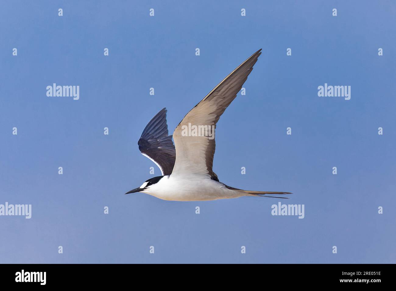 sooty tern (Sterna fuscata, Onychoprion fuscatus), adult in flight ...