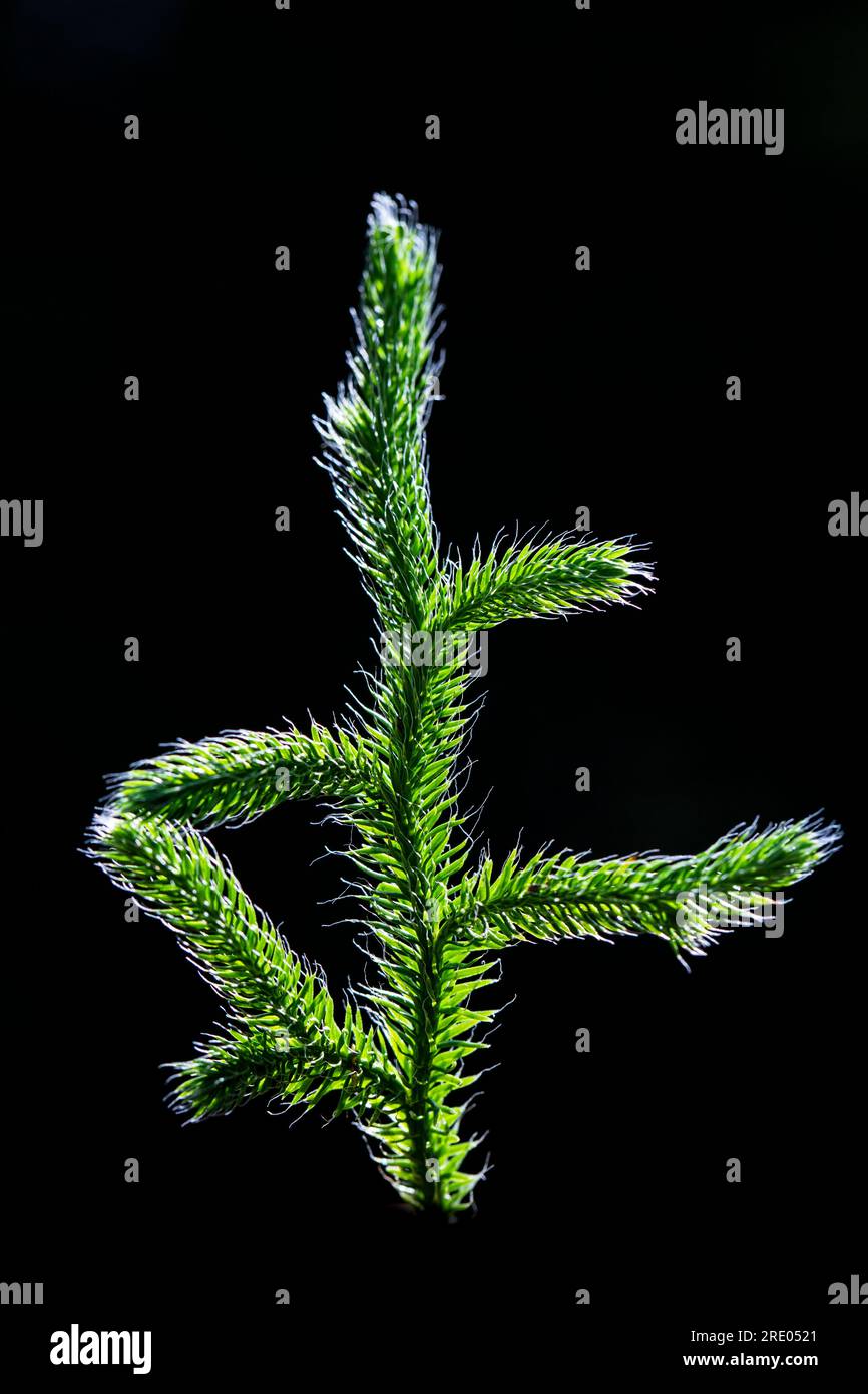 elk-moss, running clubmoss, running ground-pine, stags-horn clubmoss ...