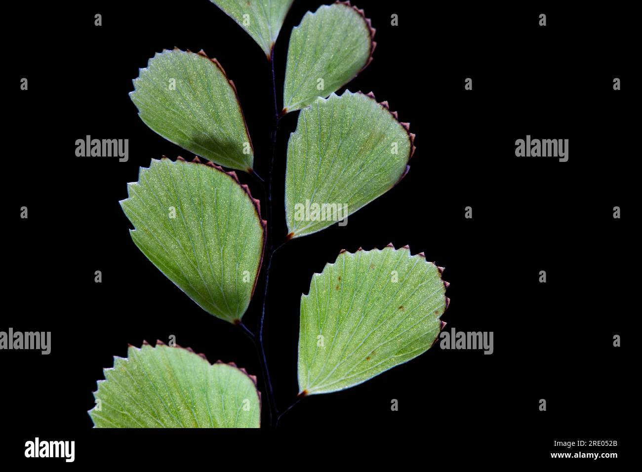 Himalayan Maidenhair (Adiantum venustum), detail of leaf, leaflets ...