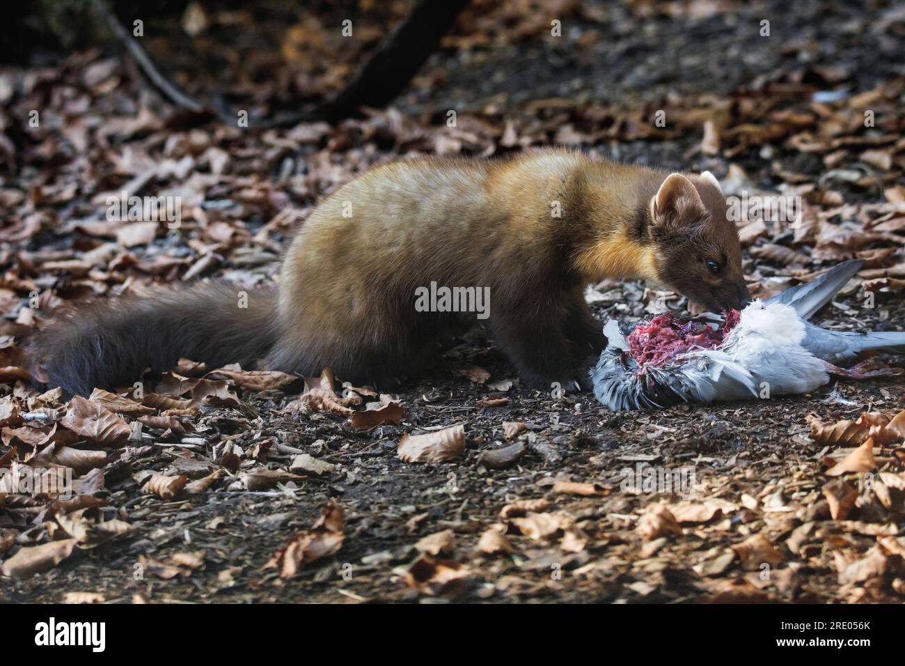 European pine marten (Martes martes), eating a dove, side view, Germany ...
