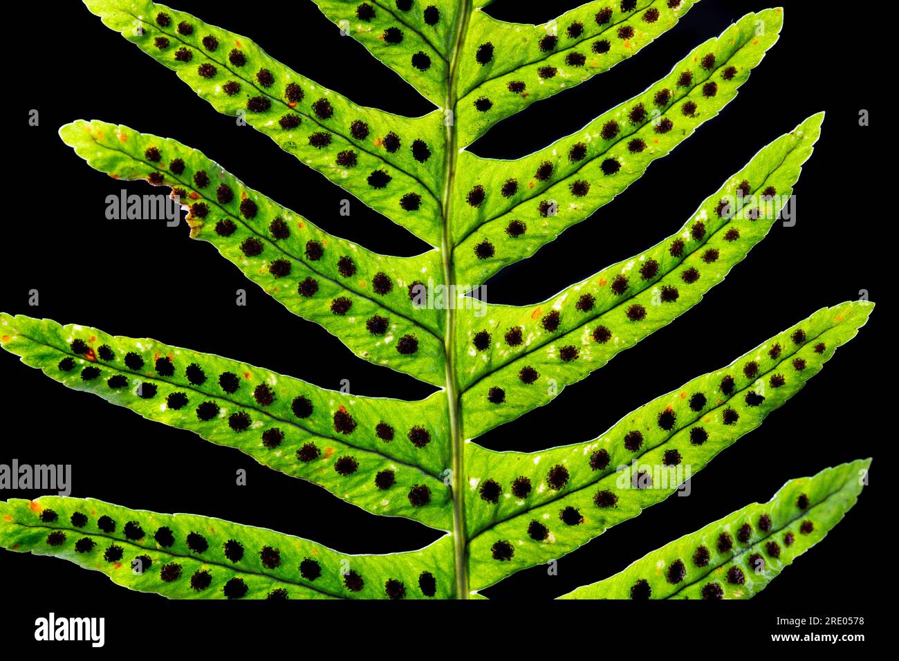 Intermediate polypody (Polypodium interjectum), leaflets against black ...