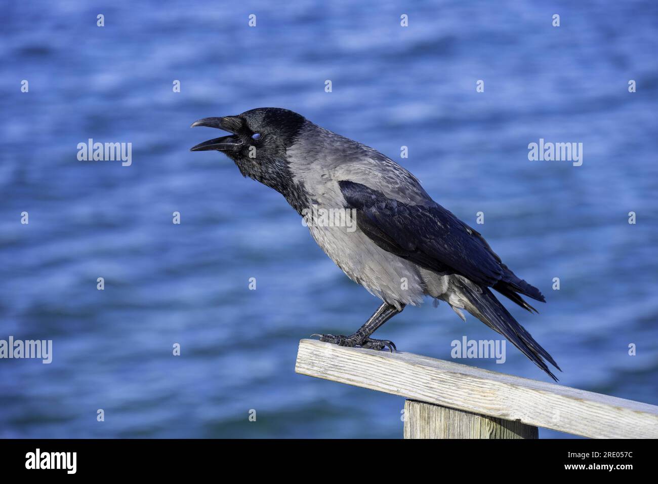 Hooded crow (Corvus corone cornix, Corvus cornix), sitting on a ...
