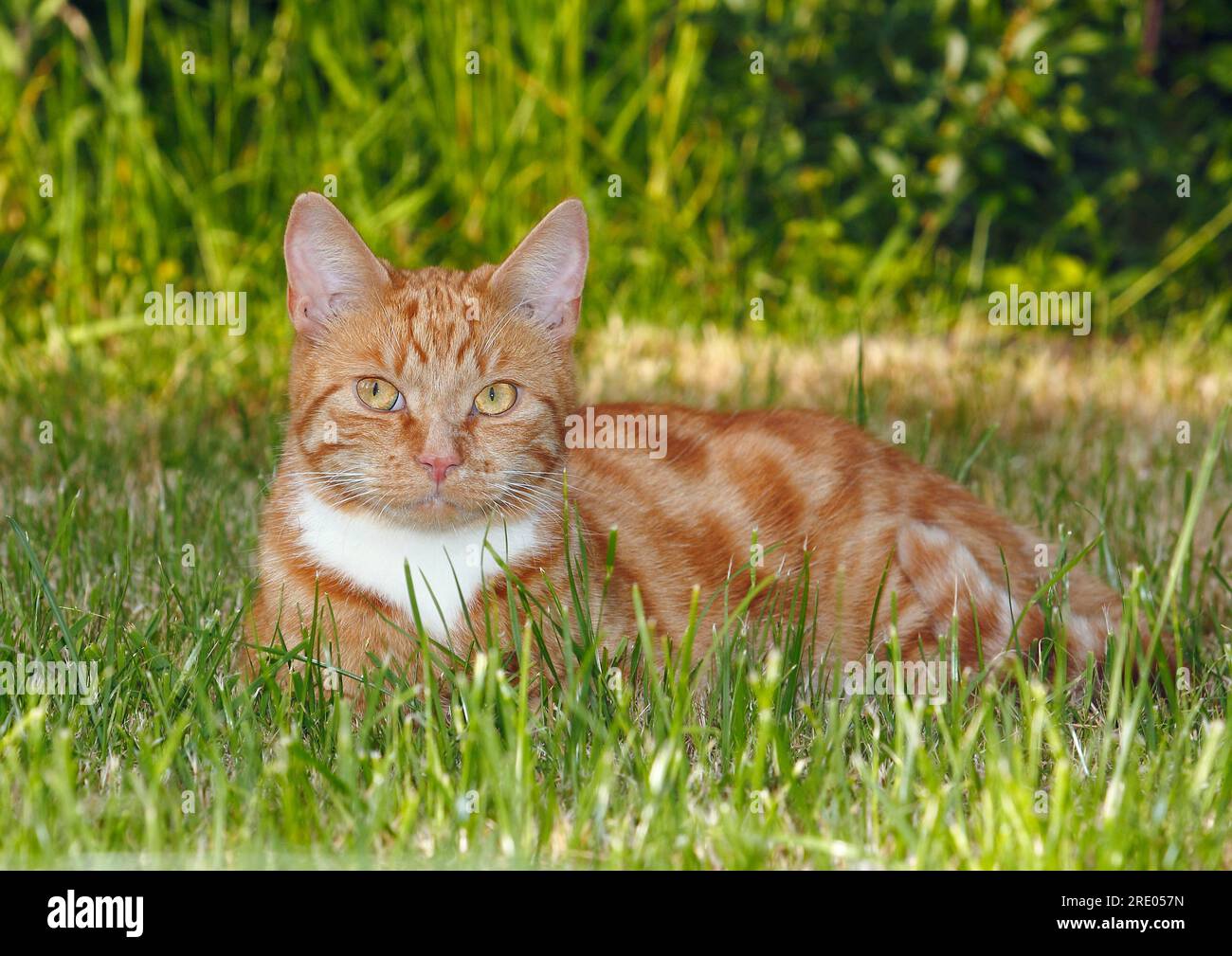 young red tabby tomcat lying in the meadow Stock Photo - Alamy