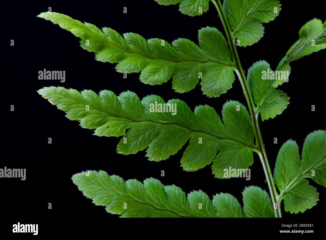 crested wood fern, gray crested shield fern, narrow swamp fern, crested ...