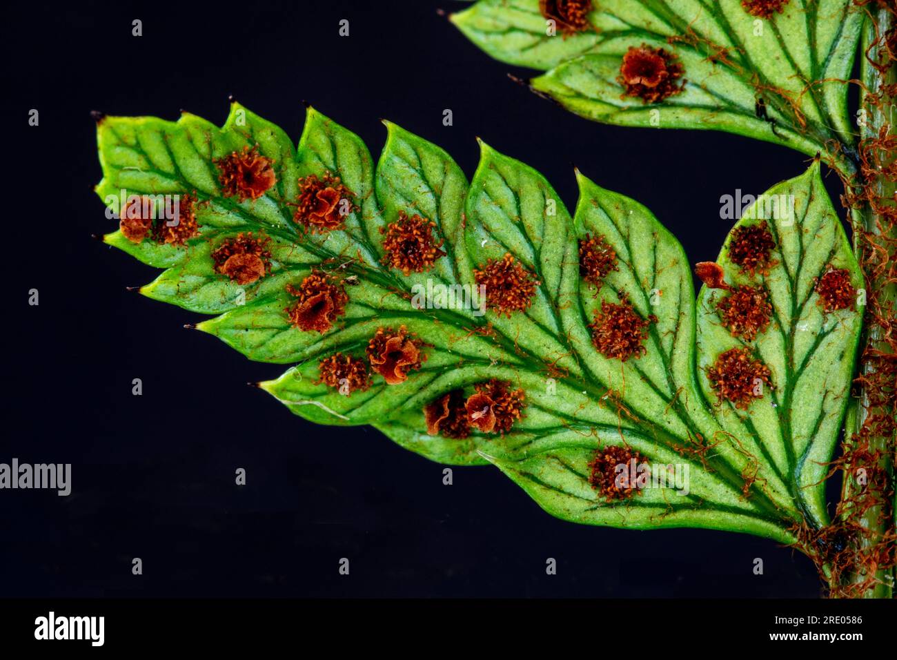 marsh fern, eastern marsh fern (Thelypteris palustris), underside of ...