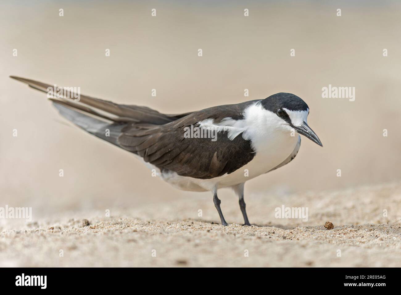 sooty tern (Sterna fuscata, Onychoprion fuscatus), adult on the beach ...