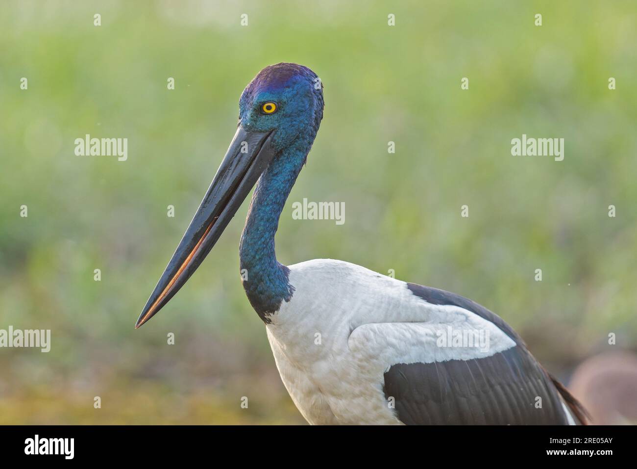 black-necked stork (Ephippiorhynchus asiaticus), half-length portrait ...