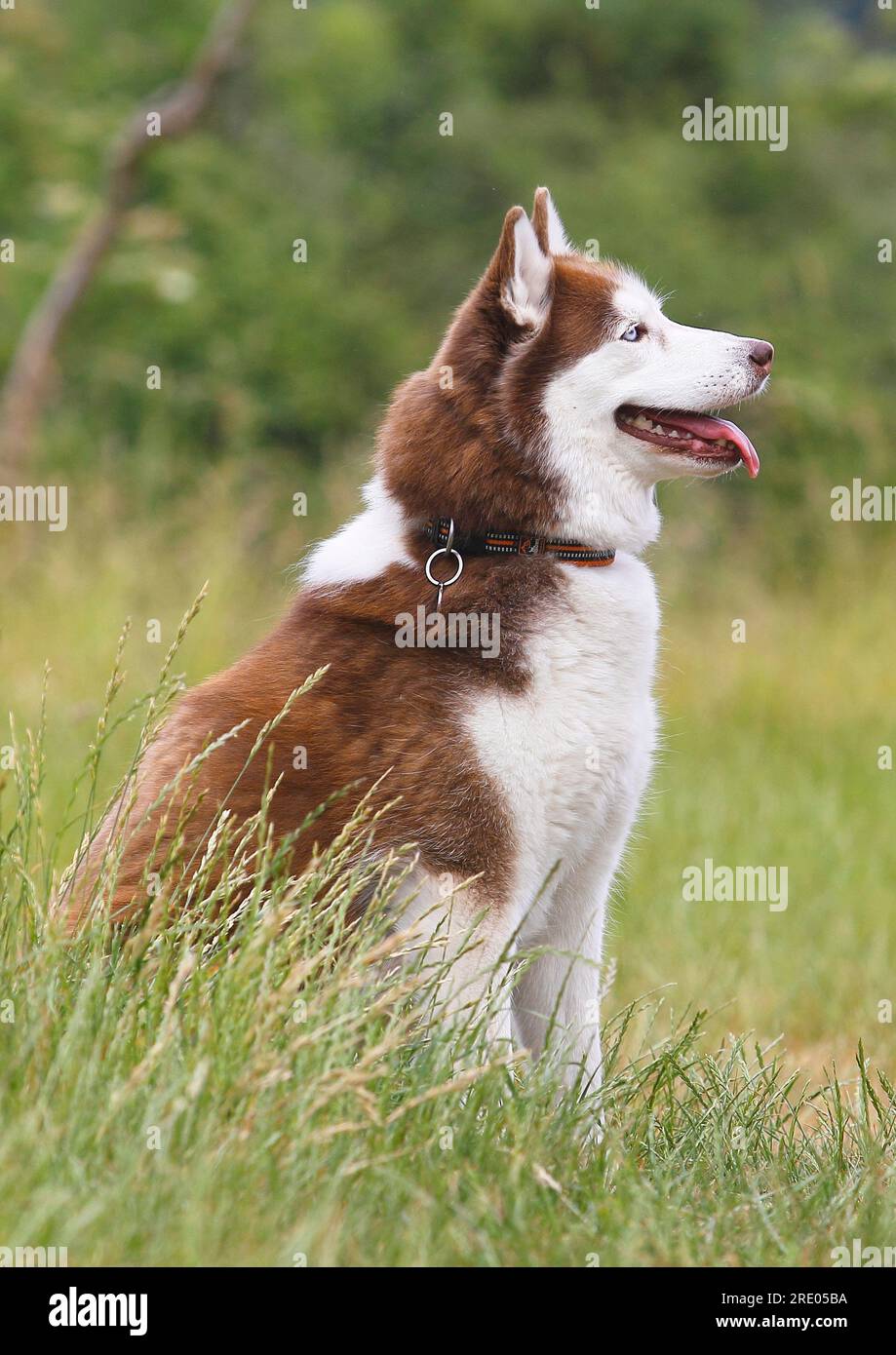 Siberian Husky (Canis lupus f. familiaris), she-dog with tongue hanging ...