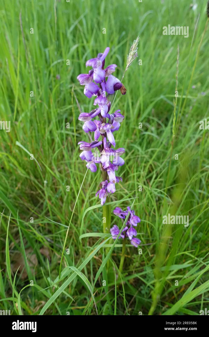 Green-winged orchid, Green-veined orchid (Orchis morio, Anacamptis ...