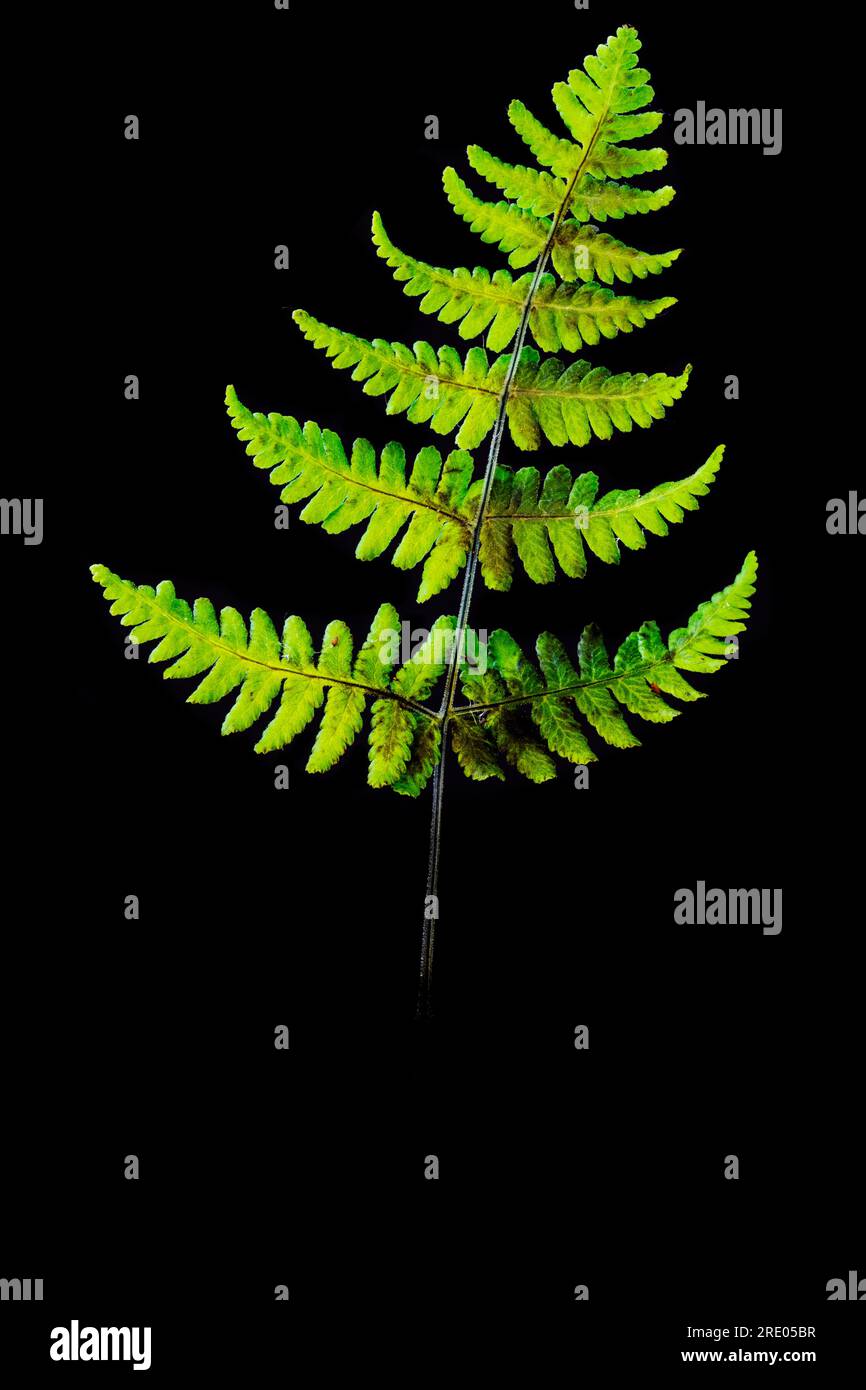 limestone fern, scented oakfern, limestone oak fern (Gymnocarpium ...