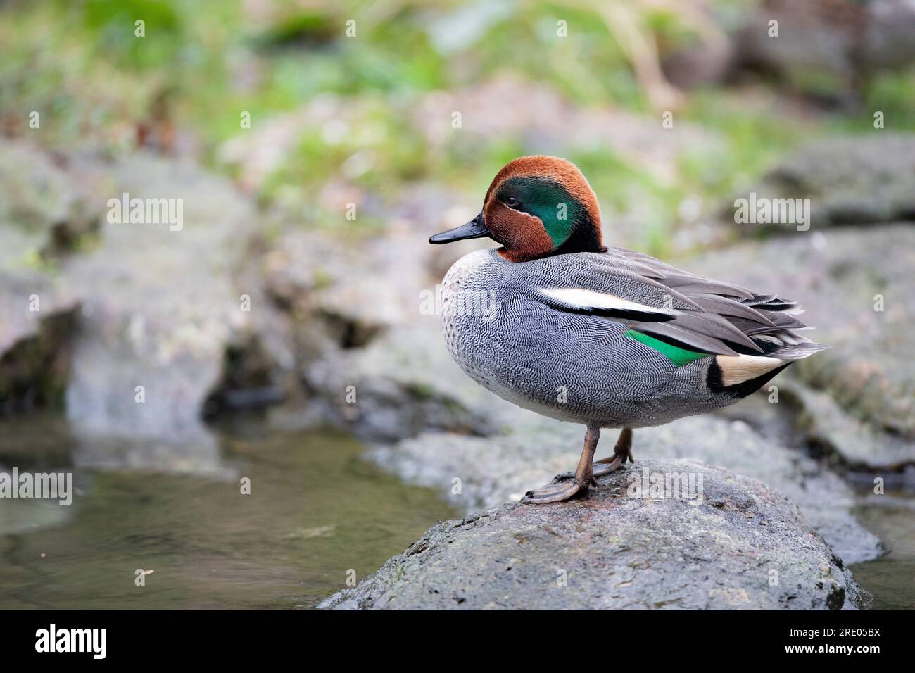 green-winged teal (Anas crecca), sitting in a rock by the water ...
