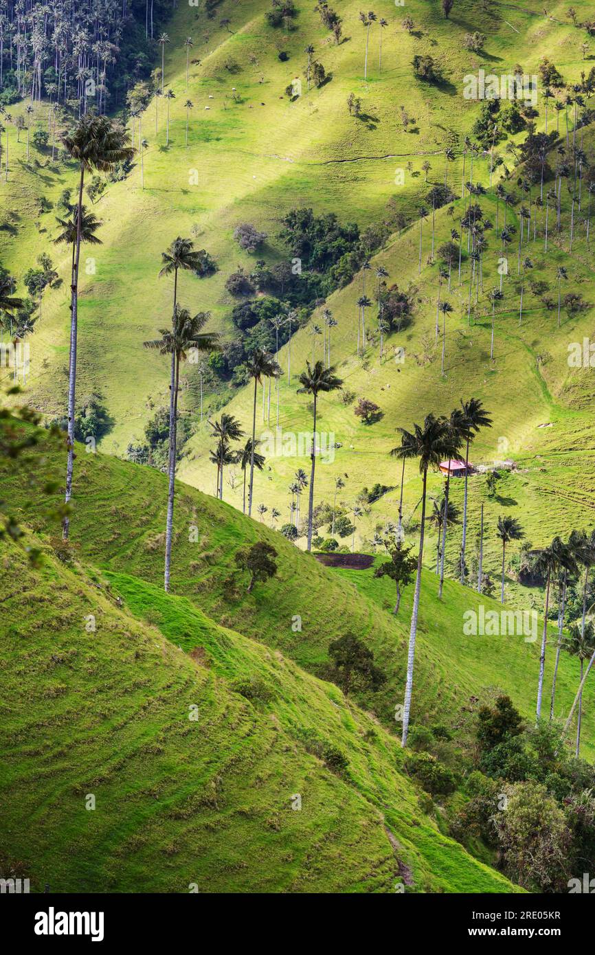 Unusual Cocora Valley in Colombia, South America Stock Photo - Alamy