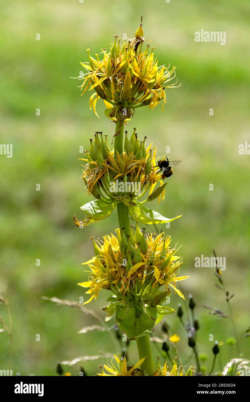 Bumblebee foraging a flower of gentian (Gentiana lutea) . Auvergne ...
