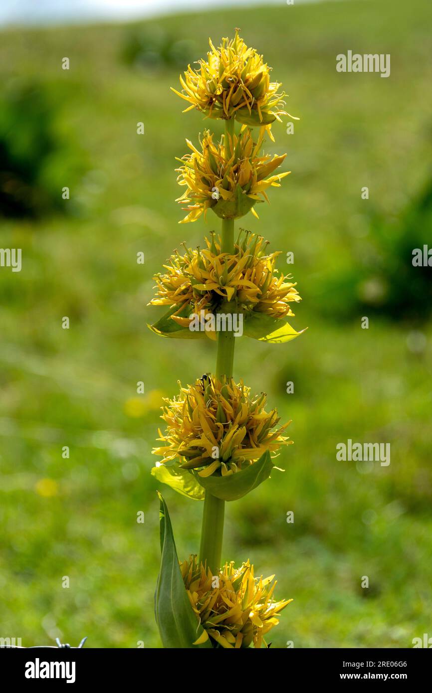 Gentiana lutea hi-res stock photography and images - Alamy
