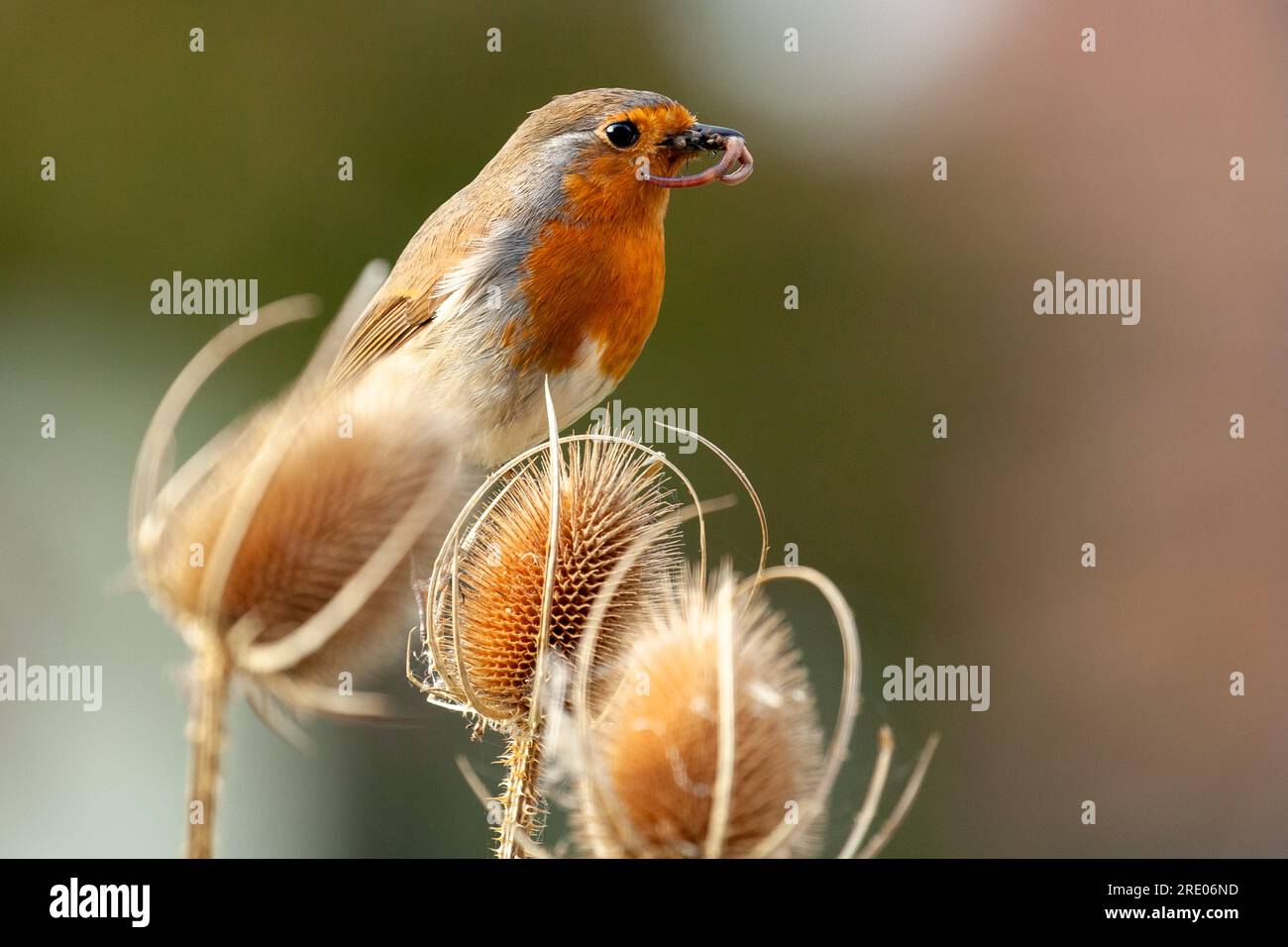 European Robin redbreast close up feeding perched on a teasel plant ...